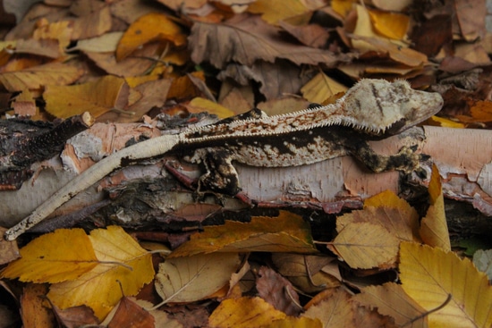 Roadside Cooler Crested Gecko by Velcro Foot Exotics