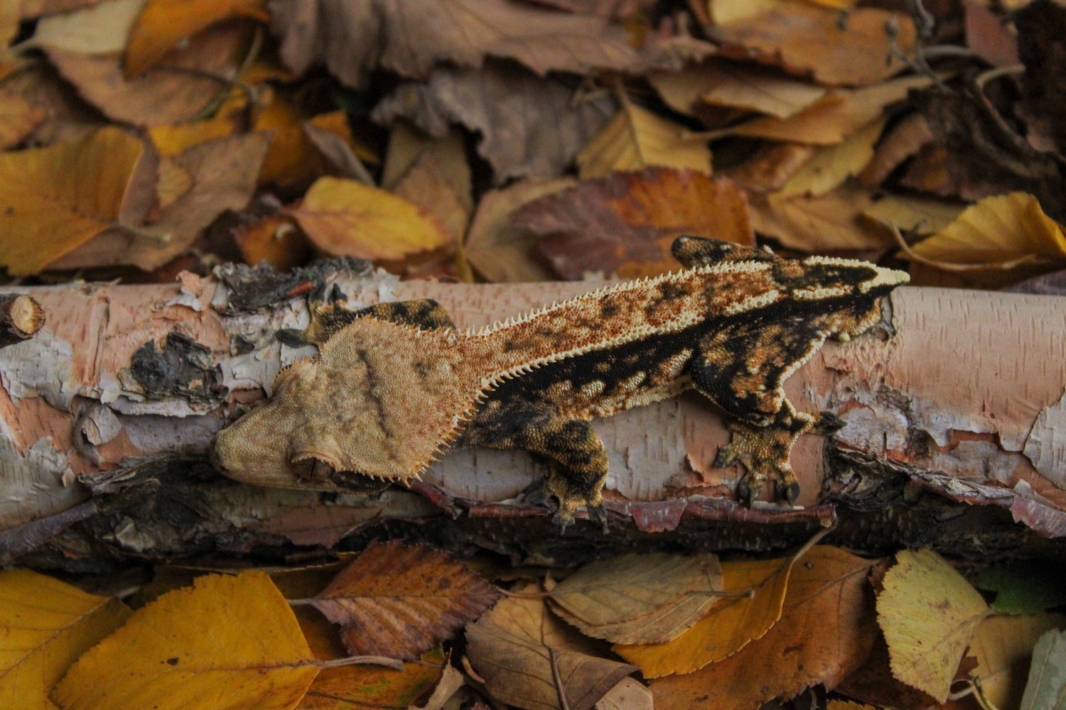 Lastnight's Leftovers Crested Gecko by Velcro Foot Exotics - MorphMarket