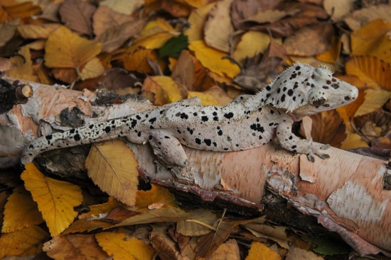 Number 3 Crested Gecko by Velcro Foot Exotics