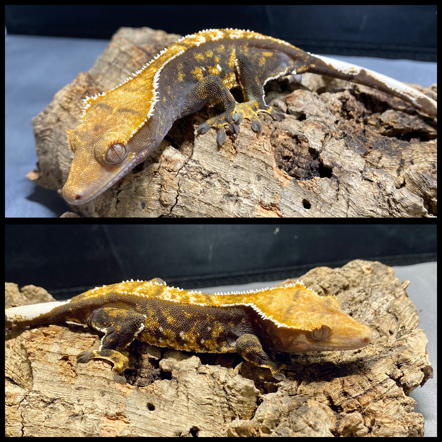 Female Partial Pinstripe Harlequin Crested Gecko by Veloci-Rhactors ...
