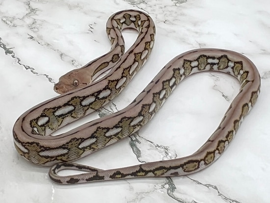 56.25% Kalaotoa/Jampea Anery Tiger 100% Het Purple Albino (Snow ...