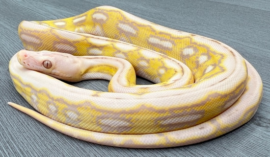 56.25% Kalaotoa/Jampea Purple Snow Tiger Reticulated Python by Ophidia ...