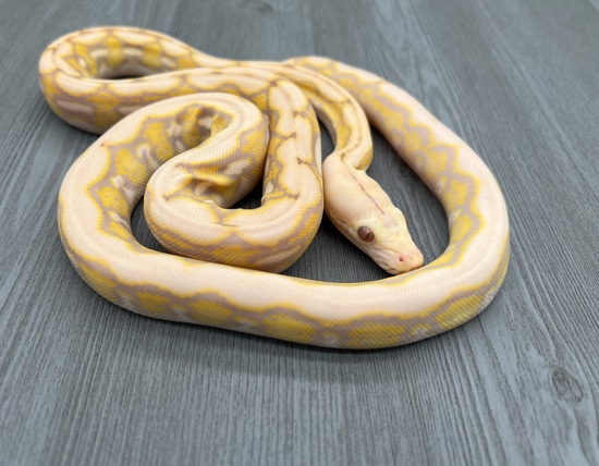 56.25% Kalaotoa/Jampea Purple Snow Tiger Reticulated Python by Ophidia ...