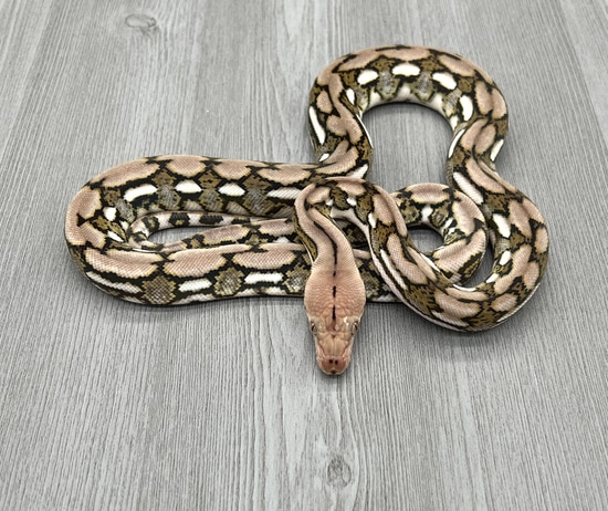 56.25% Kalaotoa/Jampea Anery Tiger 100% Het Purple Albino (Snow ...