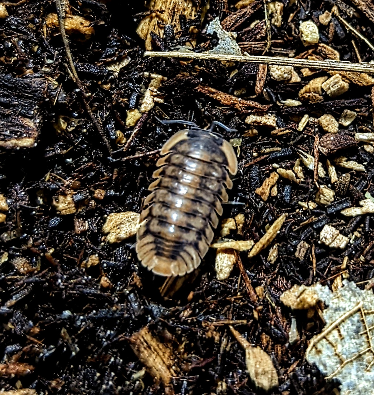 Cubaris Sp. Red Tiger Isopod by Austin's Pods - MorphMarket