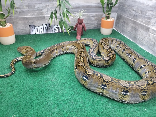 Marble Het Purple Albino 800 Shipped Reticulated Python by Boamaster.com
