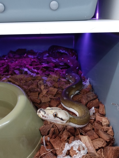 Tiger Motley Dh Purple Albino Anthrax Reticulated Python by Boamaster.com