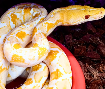 Boamaster.com - MorphMarket