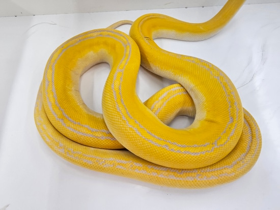 Lavender Albino Golden Child Platinum Het Pied Female Reticulated ...