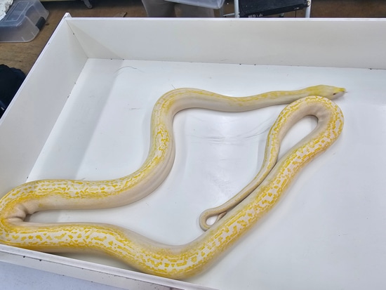 Albino Pied Reticulated Python by Boamaster.com