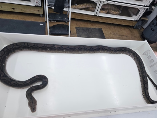 Motley Het Pied Reticulated Python by Boamaster.com