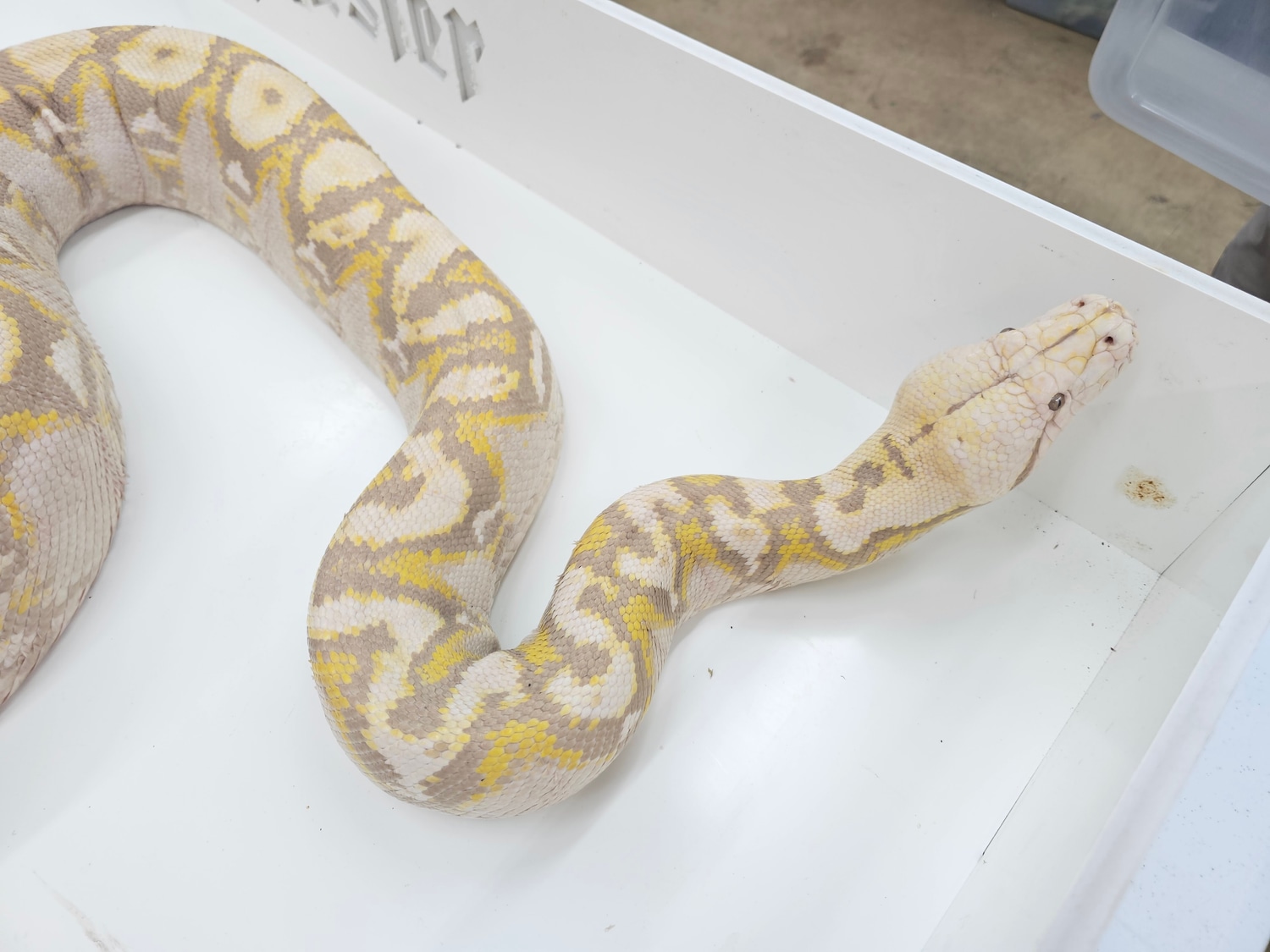 Purple Female Reticulated Python by Boamaster.com - MorphMarket
