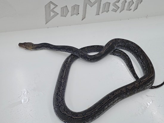 Marble Het Albino Reticulated Python by Boamaster.com