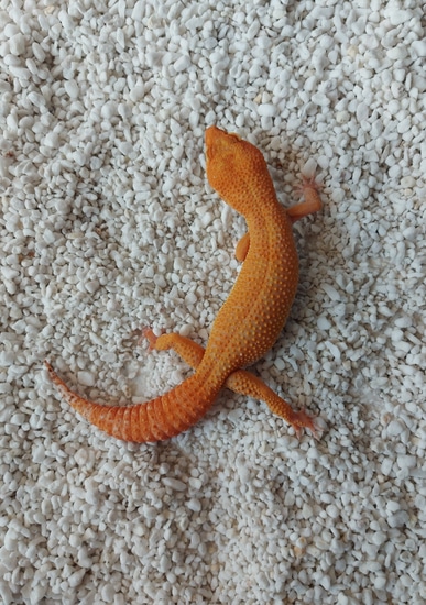 Red Devil Cross Súper Tangerine Leopard Gecko by Venom_Geckos eublepharis