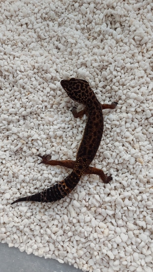 Black Night Blood Tangerine Het Tremper (For Lava Project) Leopard ...