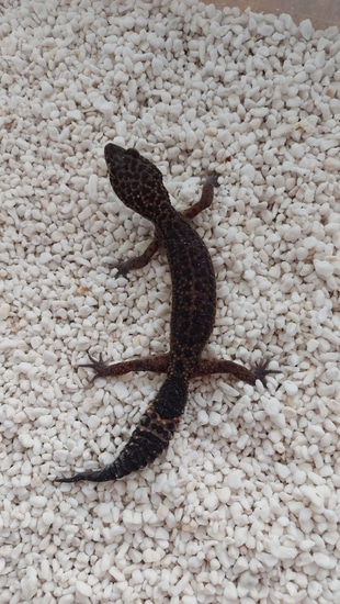 Black Night Blood Tangerine Het Tremper (For Lava Project) Leopard ...