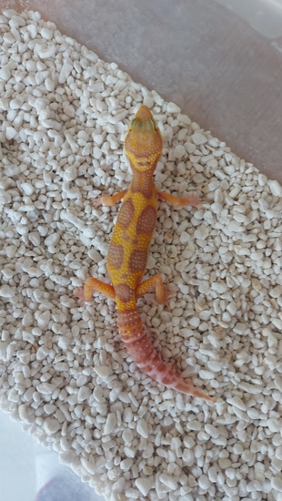 Rainwater Het Blue Ambar Eyes Leopard Gecko by Venom_Geckos eublepharis