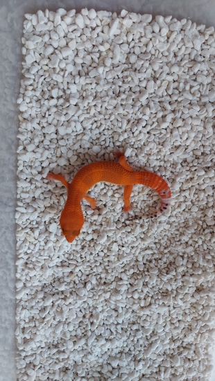 Blood Mandarin Cross Red Devil (Het Bell Albino) Leopard Gecko by Venom ...