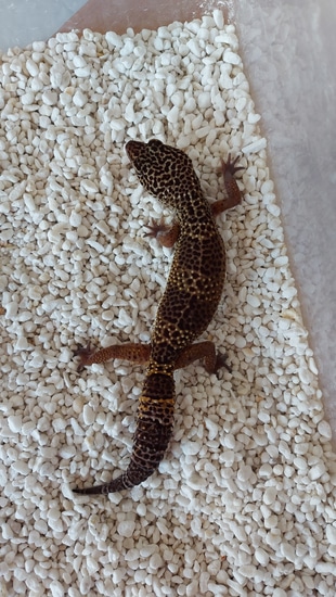 Black Night Het Rainwater Het Blue Ambar Eyes Leopard Gecko by Venom ...