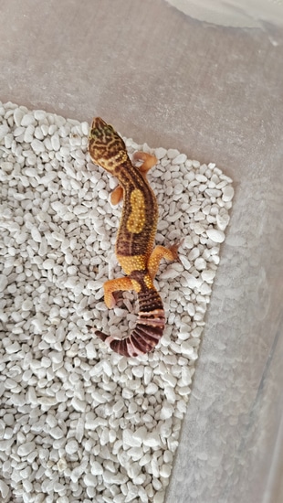 Black Night Blood Tangerine Tremper (Lava Project) Leopard Gecko by ...