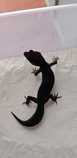 Black Night (Solid Black) Leopard Gecko by Venom_Geckos eublepharis