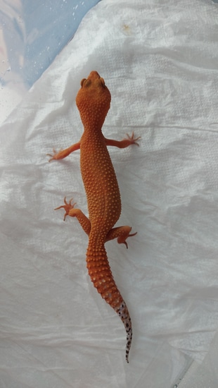 Mandarine Free Hets Leopard Gecko by Venom_Geckos eublepharis