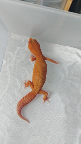 Red Devil Leopard Gecko by Venom_Geckos eublepharis