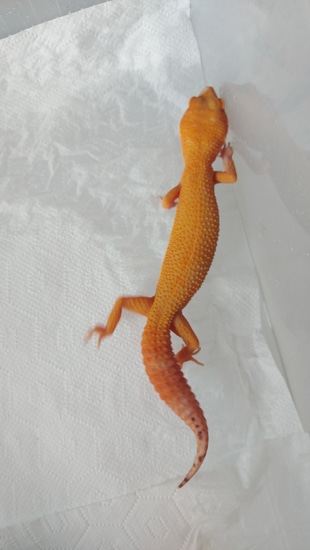 Red Devil Leopard Gecko by Venom_Geckos eublepharis