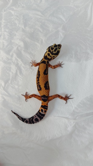 Bengal Bold Tangerine Leopard Gecko by Venom_Geckos eublepharis