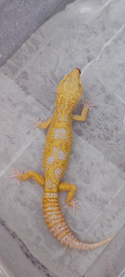 JMG Stonewash Tremper Leopard Gecko by Venom_Geckos eublepharis