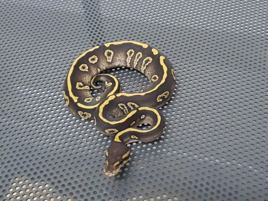 Saar Mojave Ball Python by VenomBreeders