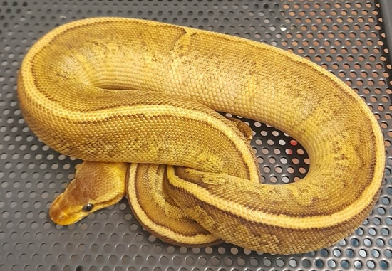 Saar Mojave Pinstripe Pastel Ball Python by VenomBreeders