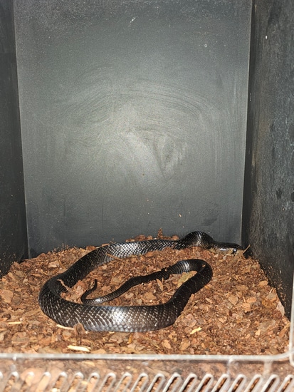 Texas Indigo(Drymarchon Melanurus Erebennus) Cribo & Indigo Snakes by ...