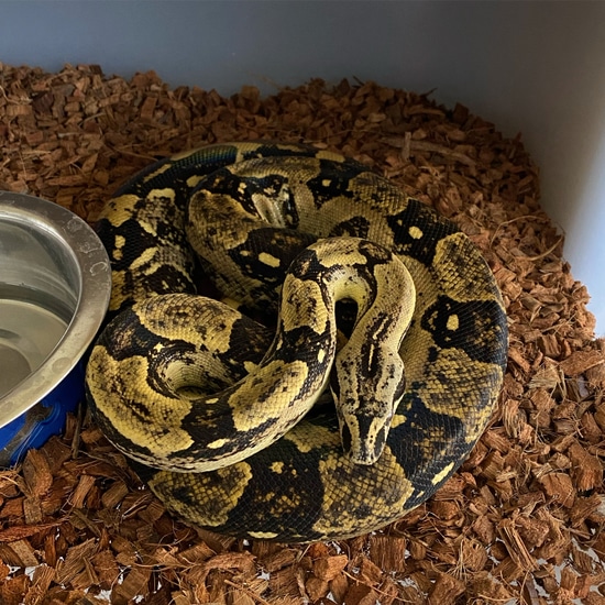 Russo Line Boa Constrictor Longicauda Peruvian Long-Tailed Boa ...