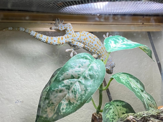 Female Tokey Gecko Tokay Gecko by Mauricio Mayer