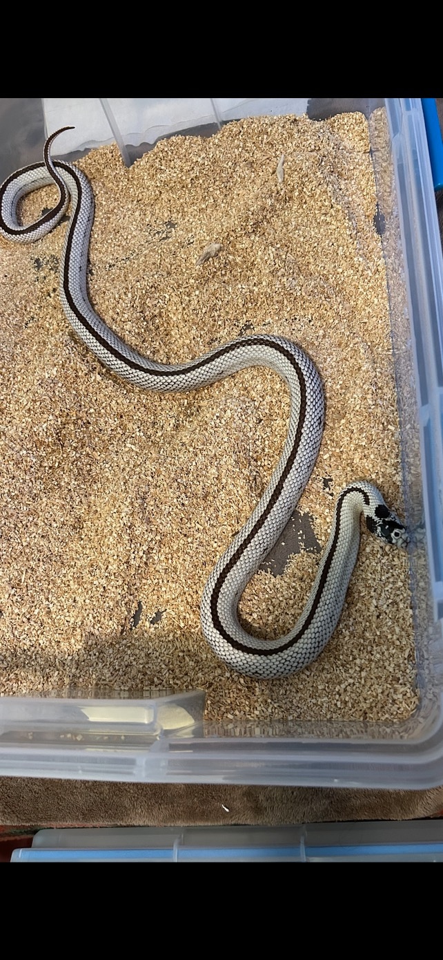High White King Snakes California Kingsnake by Mauricio Mayer - MorphMarket