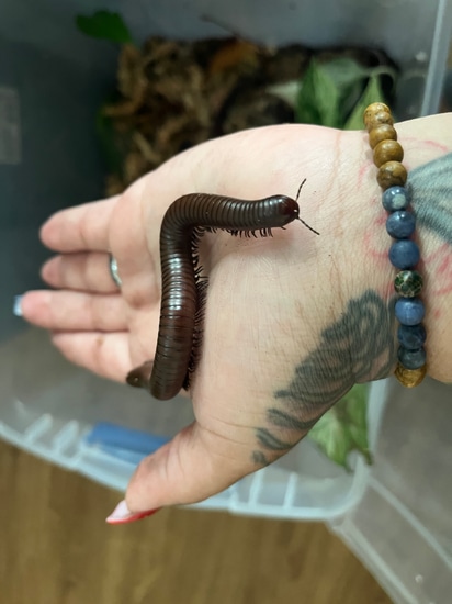 Giant Chocolate Millipede (Orthoporus Ornatus) by My Mini Shop Of Horrors