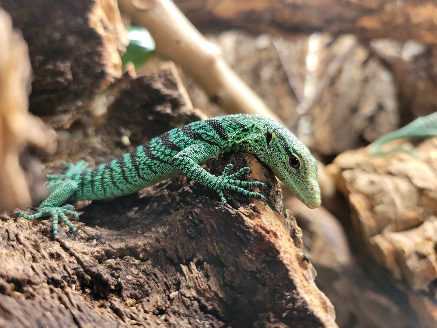 SOCIAL Hatchling Green Tree Monitor by Versatile Reptile - MorphMarket