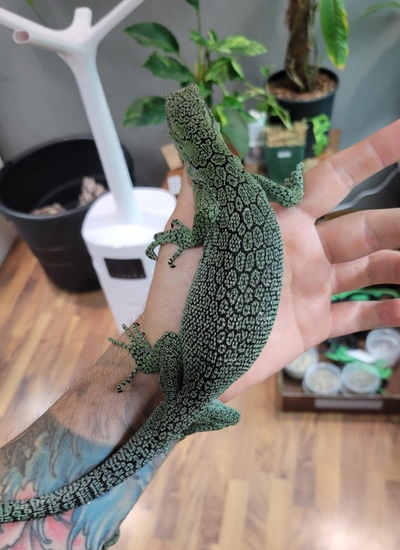 CB Varanus Kordensis Biak Tree Monitor by Versatile Reptiles
