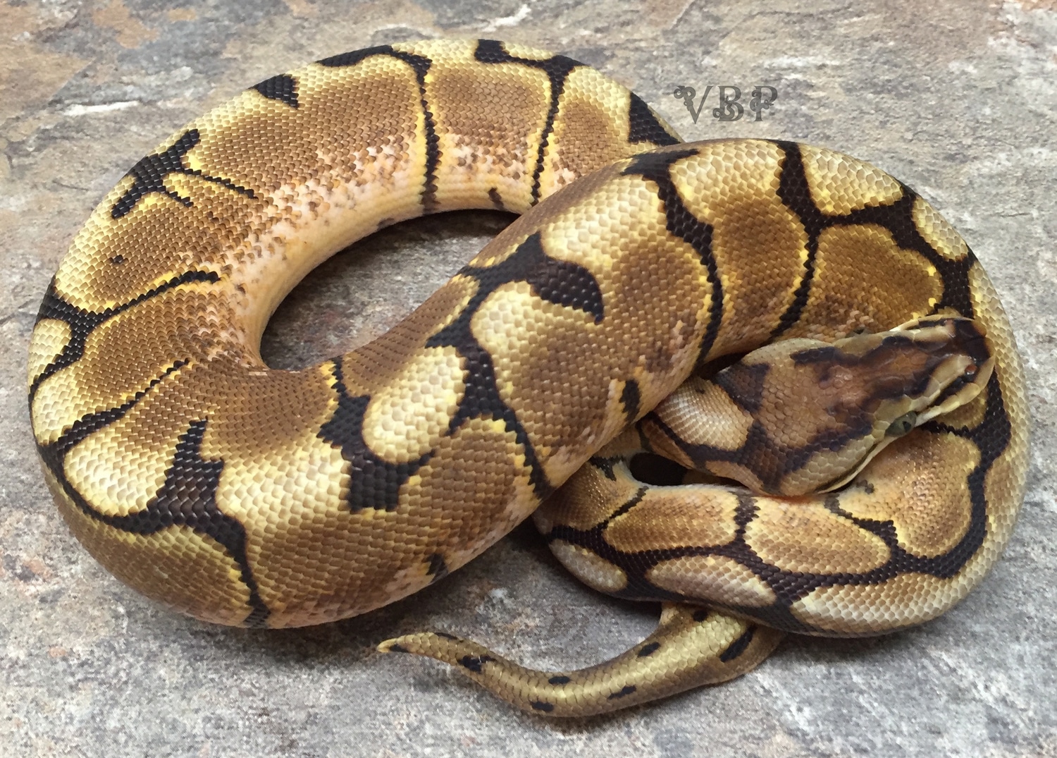 Spider 100% Het Lavender Ball Python by Vesper Ball Pythons - MorphMarket