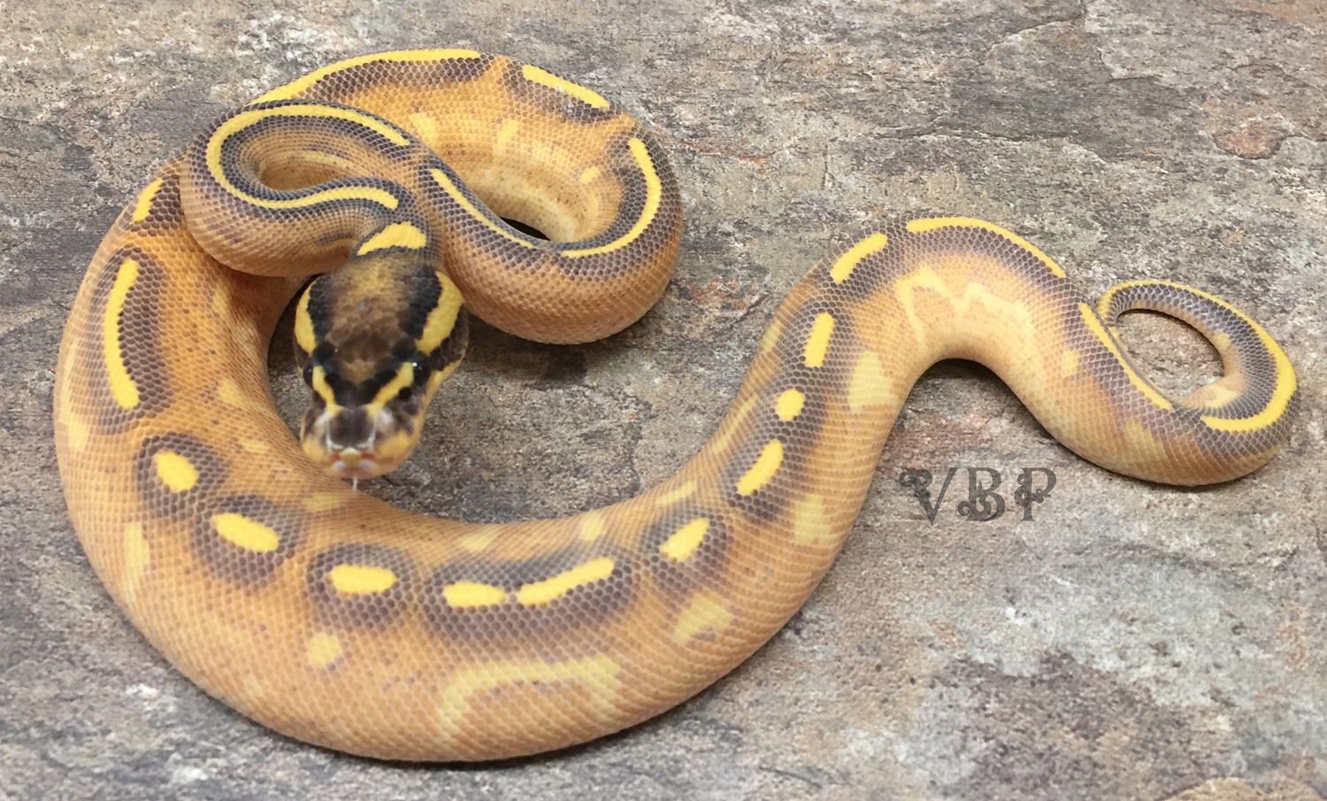 Enchi Highway Ball Python by Vesper Ball Pythons - MorphMarket