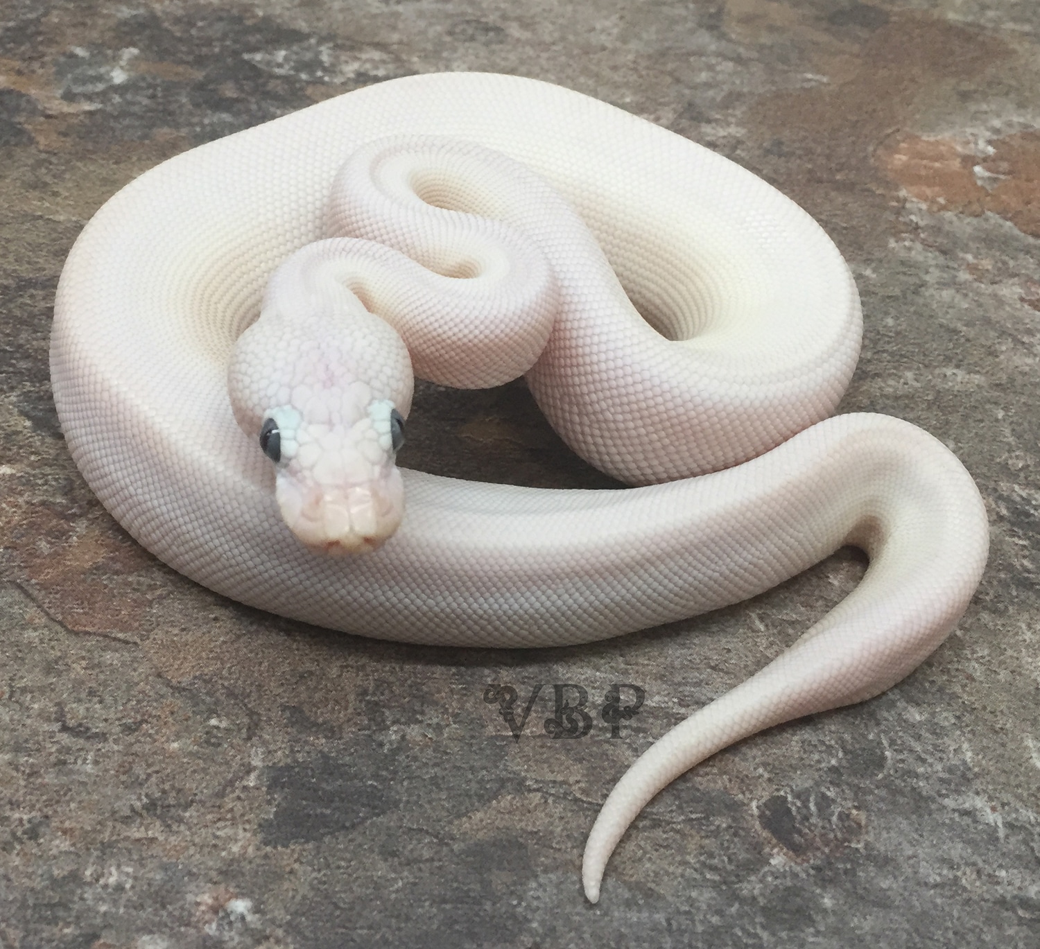 Pinstripe Latte Blue Eyed Lucy Ball Python by Vesper Ball Pythons ...