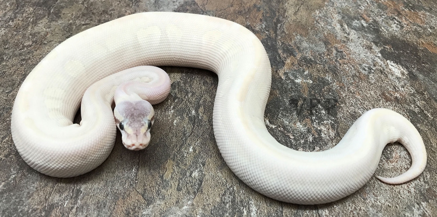 Opal Diamond (Phantom Russo) Possible Black Pastel Blue Eyed Lucy Ball ...