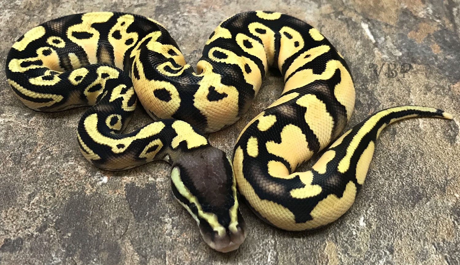 Pastel Super Orange Dream Ball Python by Vesper Ball Pythons - MorphMarket