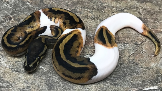 Pied Ball Python by Vesper Ball Pythons
