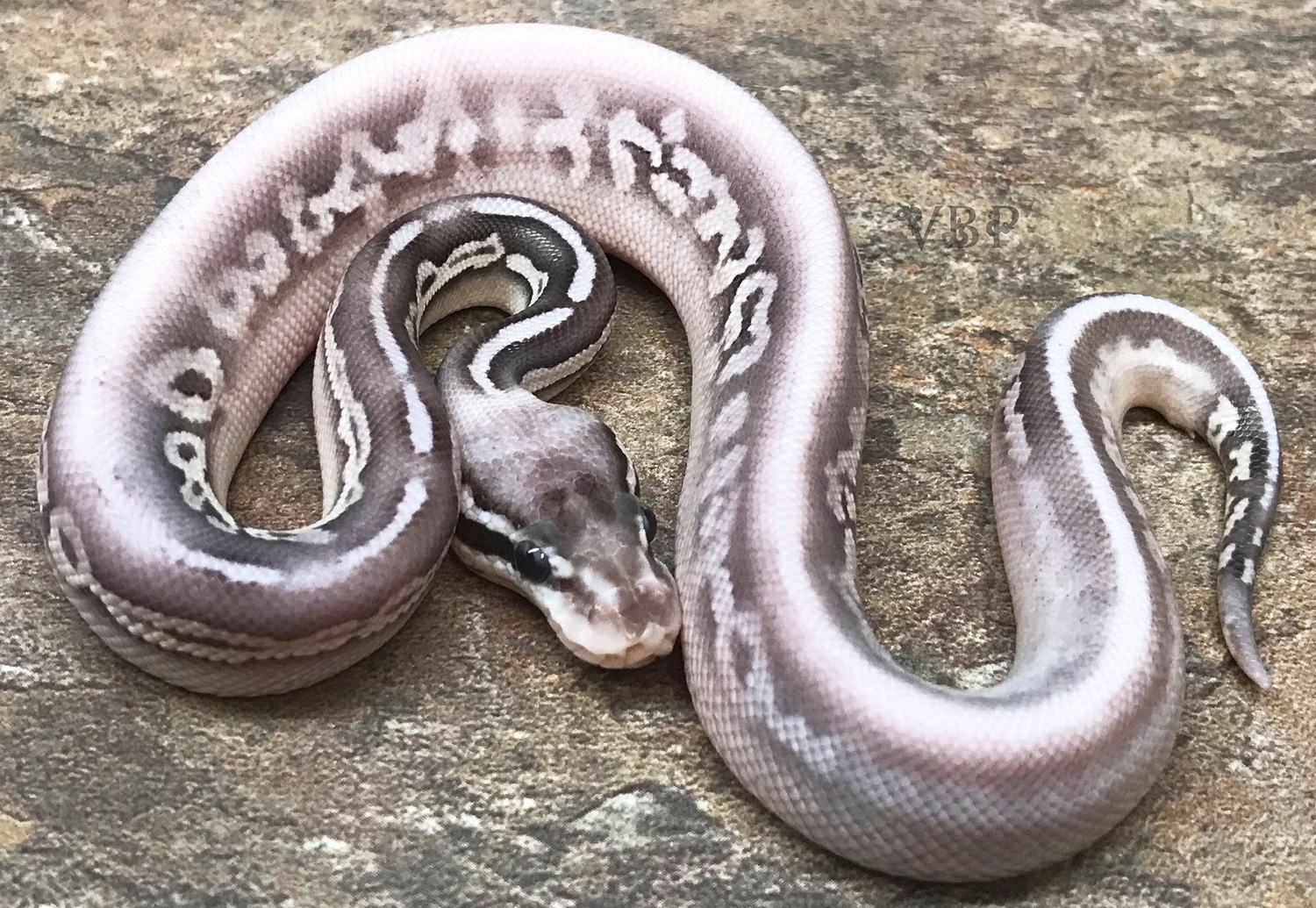 Vanilla Sterling Ball Python by Vesper Ball Pythons - MorphMarket