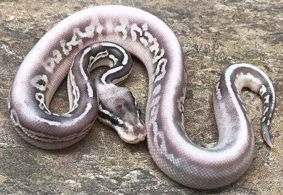 Vanilla Sterling Ball Python by Vesper Ball Pythons - MorphMarket
