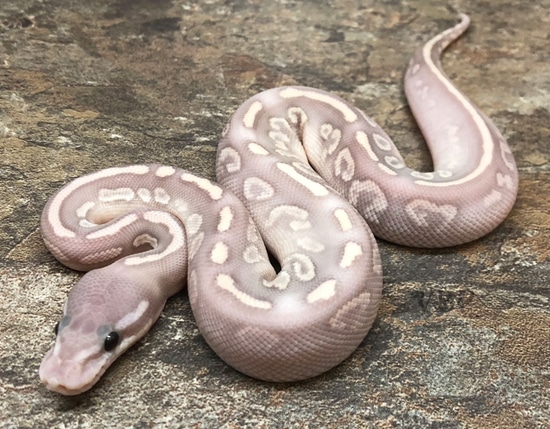 Coral Glow/Banana Super Phantom Ball Python by Vesper Ball Pythons