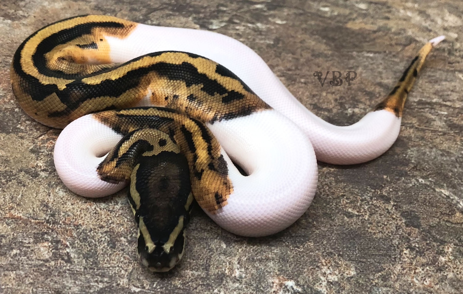 Vesper Pied Ball Python by Vesper Ball Pythons - MorphMarket