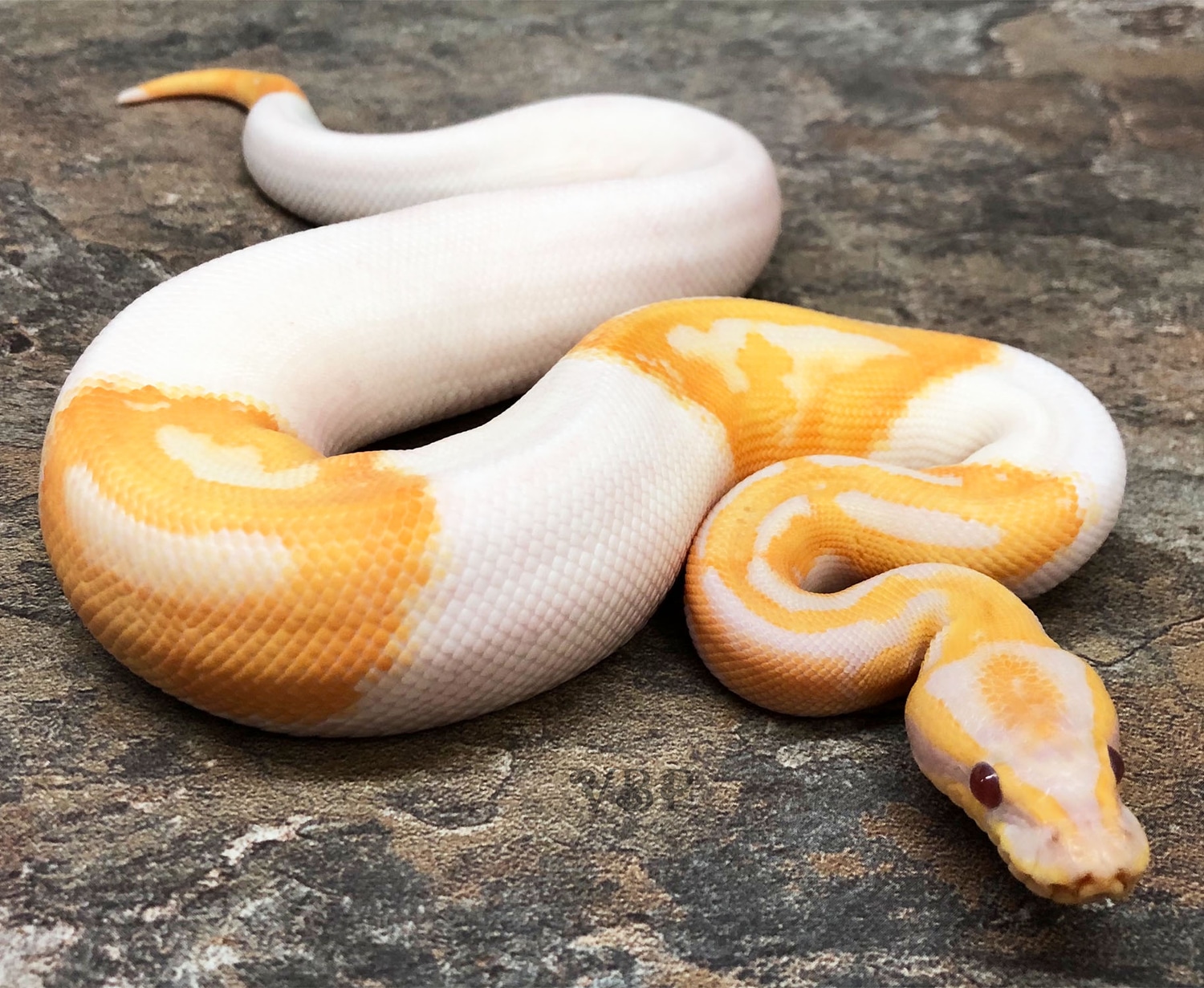 Dreamsicle (Lavender Pied) Ball Python by Vesper Ball Pythons - MorphMarket